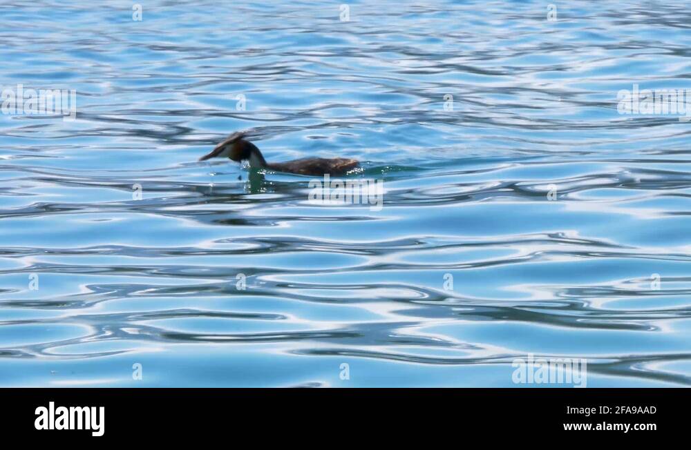 Shiny duck Stock Videos & Footage - HD and 4K Video Clips - Alamy