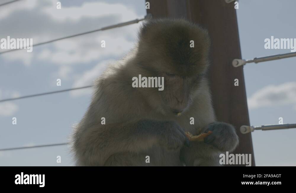 Monkey front view Stock Videos & Footage - HD and 4K Video Clips - Alamy