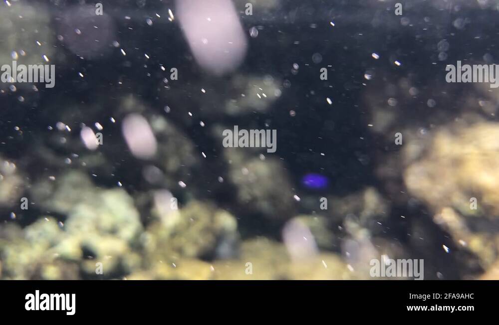 Underwater footage of little fish and bubbles in a rock pool Stock ...
