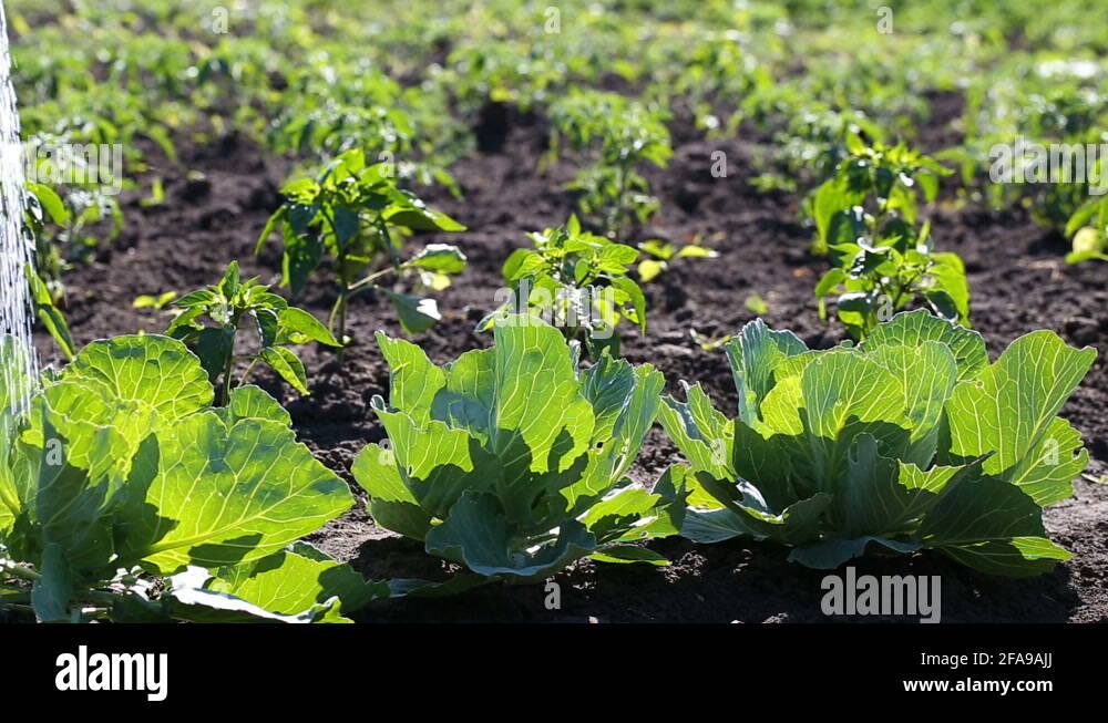 Care plant cabbage Stock Videos & Footage - HD and 4K Video Clips - Alamy