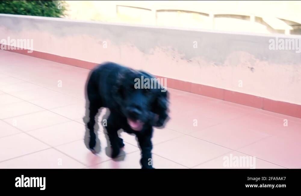 Cocker_spaniel Stock Videos & Footage - HD and 4K Video Clips - Alamy