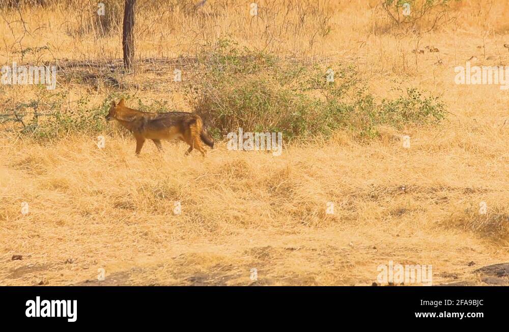 Animals of gujarat Stock Videos & Footage - HD and 4K Video Clips - Alamy