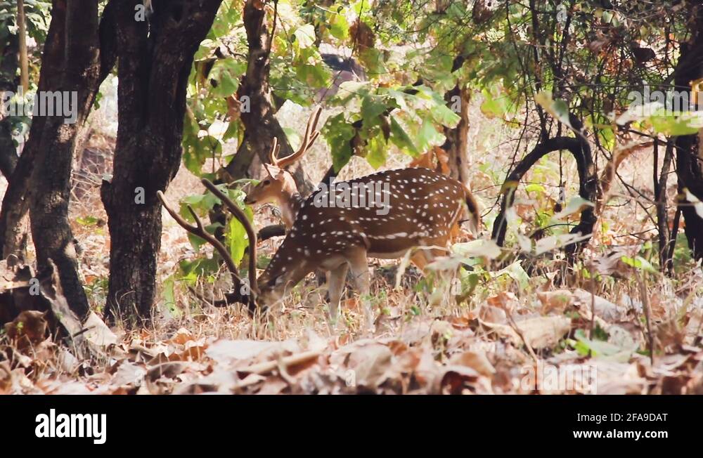 Beautiful dotted skinned chital deer with beautiful horns on head in ...