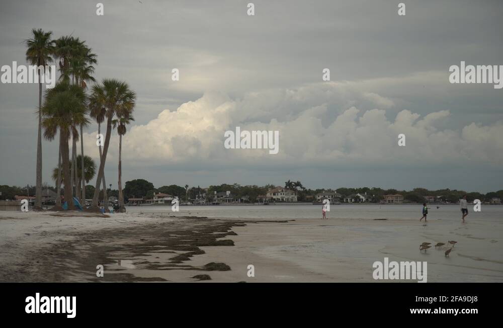 Florida shore birds Stock Videos & Footage - HD and 4K Video Clips - Alamy