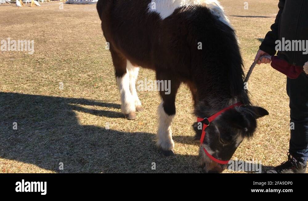 Shetland pony walking on a lease eating grass Stock Video Footage - Alamy