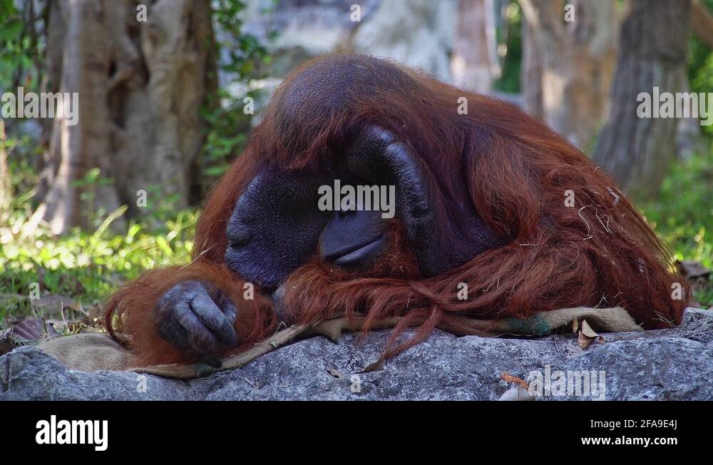 Wildlife portrait borneo Stock Videos & Footage - HD and 4K Video Clips ...