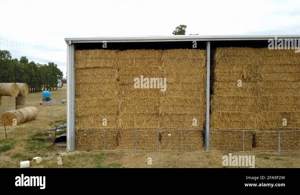 Livestock animal fodder feed crop Stock Videos & Footage - HD and 4K ...