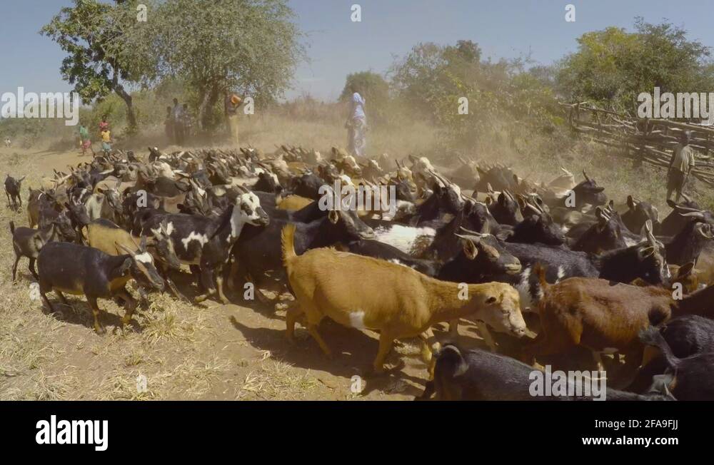 Zambia village huts Stock Videos & Footage - HD and 4K Video Clips - Alamy