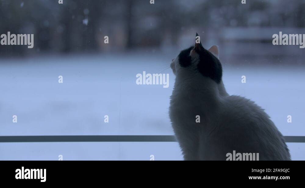 Cat through a window Stock Videos & Footage - HD and 4K Video Clips - Alamy
