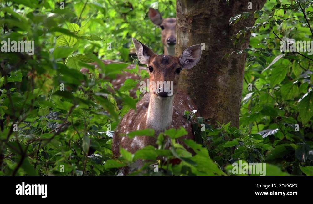 Loopable Cinemagraph of Female Chital or Cheetal (Axis axis), also ...