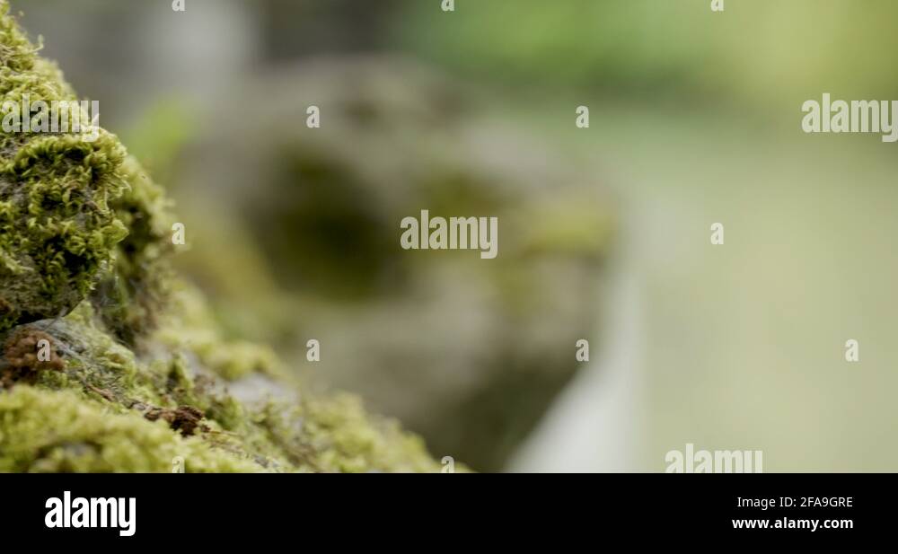 Damp woodland plants Stock Videos & Footage - HD and 4K Video Clips - Alamy