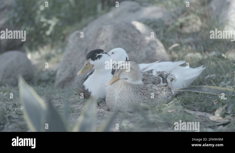 3 sitting ducks Stock Videos & Footage - HD and 4K Video Clips - Alamy