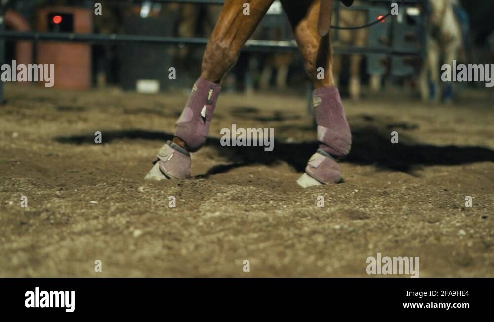 Horse legs Stock Videos & Footage - HD and 4K Video Clips - Alamy