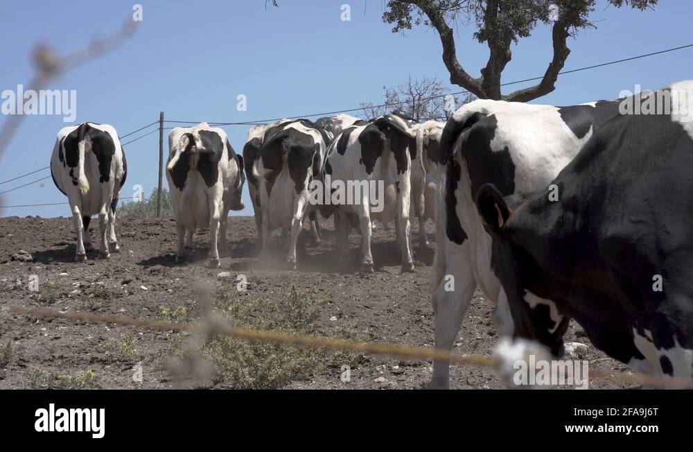 Portuguese cows Stock Videos & Footage - HD and 4K Video Clips - Alamy