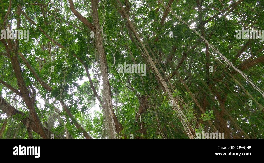 Banyan tree roots ficus benghalensis Stock Videos & Footage - HD and 4K ...