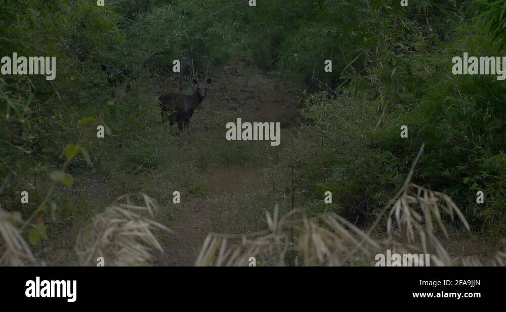 Indian swamp deer Stock Videos & Footage - HD and 4K Video Clips - Alamy