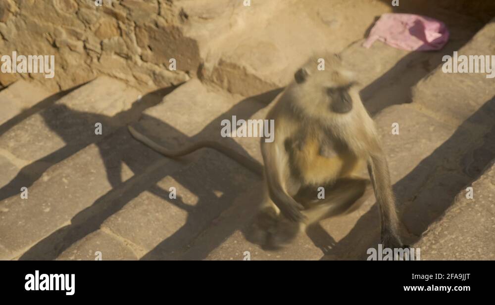 Monkey steps Stock Videos & Footage - HD and 4K Video Clips - Alamy