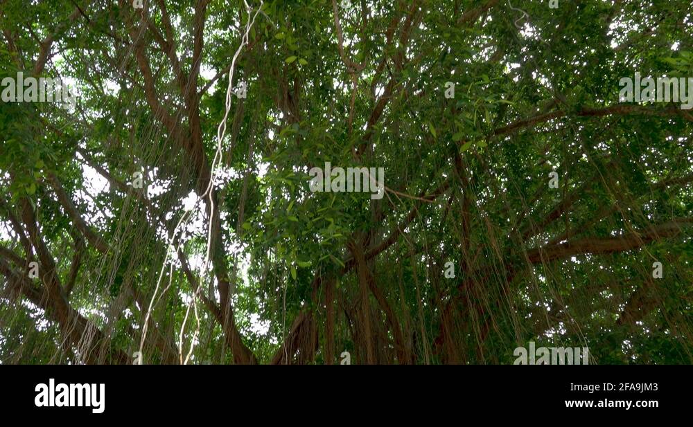 People and banyan tree Stock Videos & Footage - HD and 4K Video Clips ...