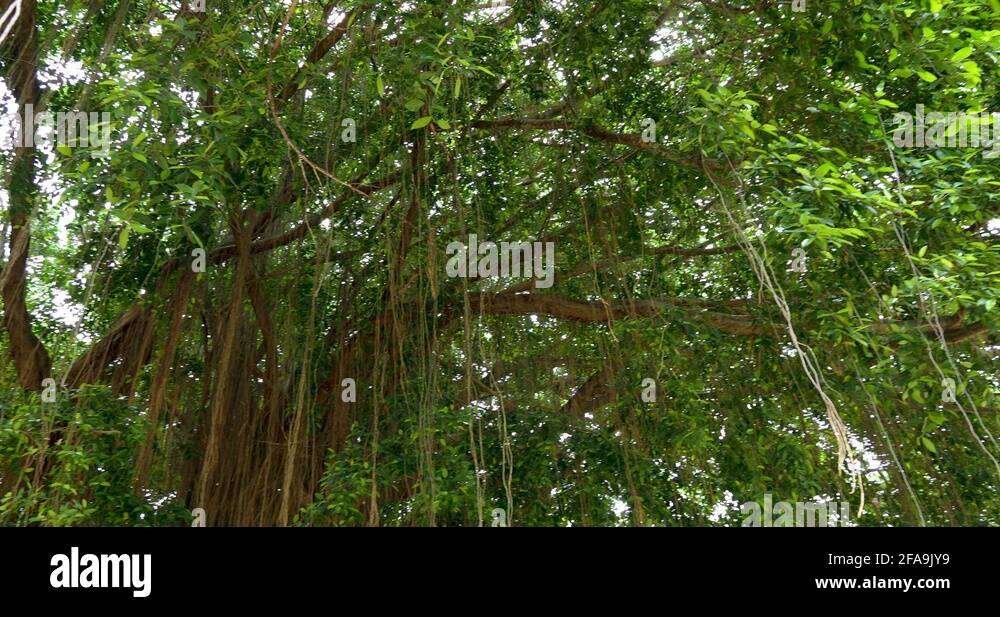 Ficusbenghalensis Stock Videos & Footage - HD and 4K Video Clips - Alamy