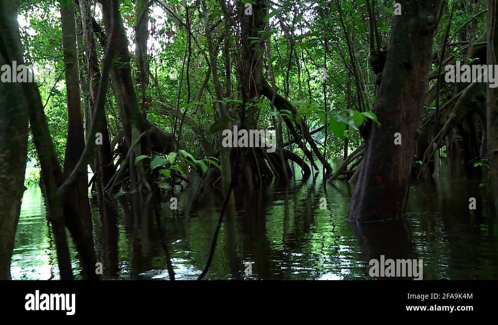 Dolly Shot Inside Mangrove Forest from a canoe at Ebogo Lake, Cameroon ...