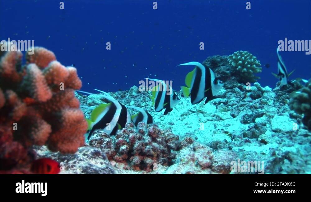 Red emperor fish Stock Videos & Footage - HD and 4K Video Clips - Alamy