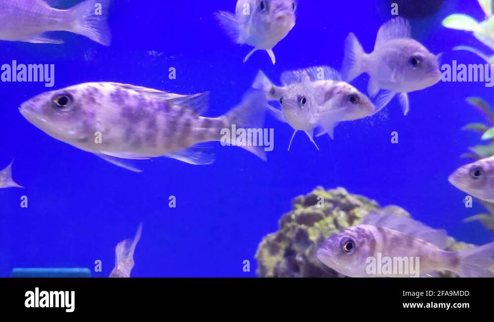 Lively energy Stock Videos & Footage - HD and 4K Video Clips - Alamy