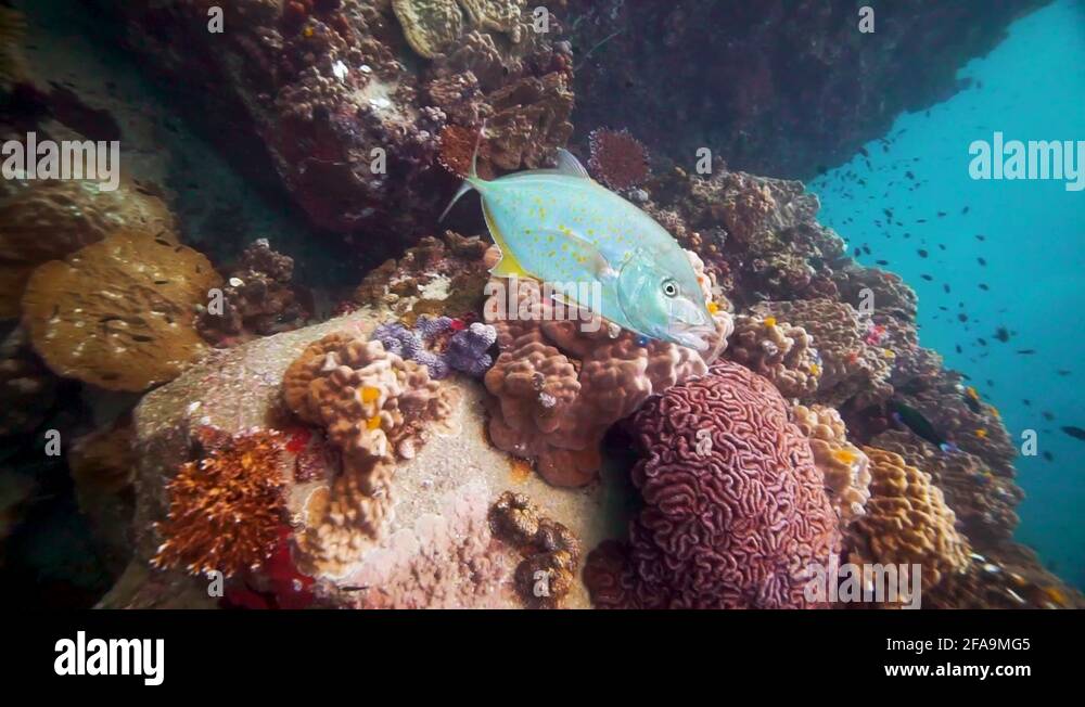 Cruising the common Stock Videos & Footage - HD and 4K Video Clips - Alamy