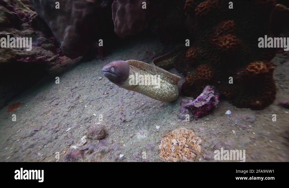 Beautiful moray eel Stock Videos & Footage - HD and 4K Video Clips - Alamy