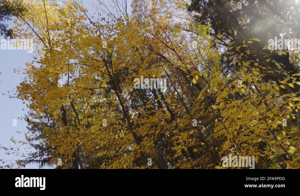 Bright yellow trees Stock Videos & Footage - HD and 4K Video Clips - Alamy
