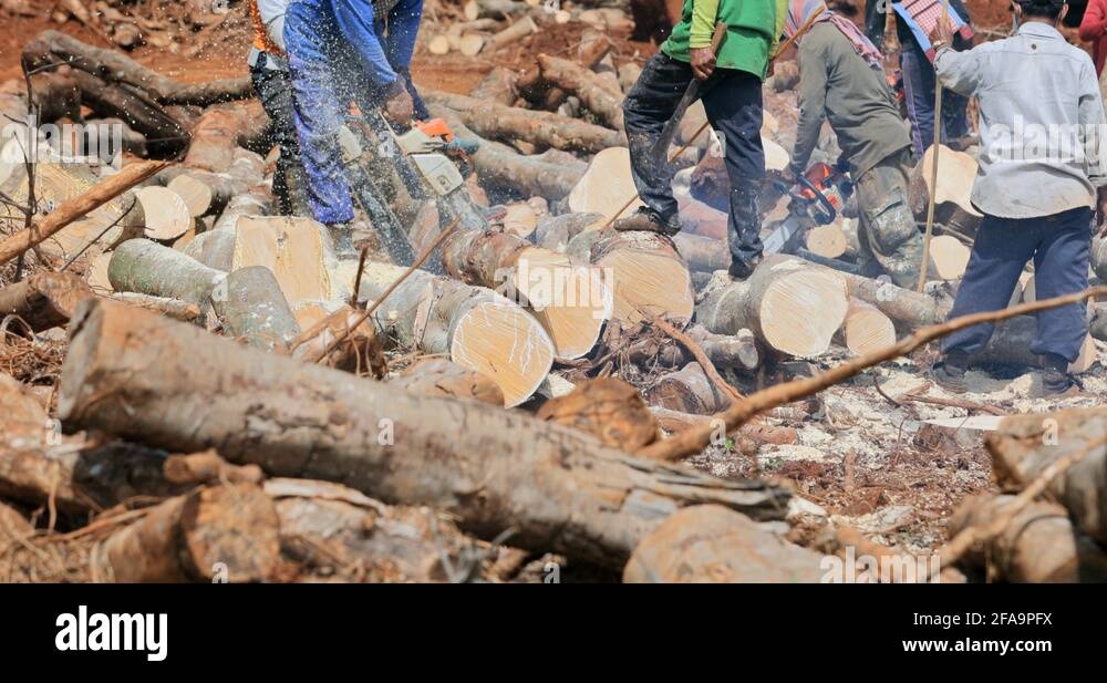 Harvesting timber Stock Videos & Footage - HD and 4K Video Clips - Alamy