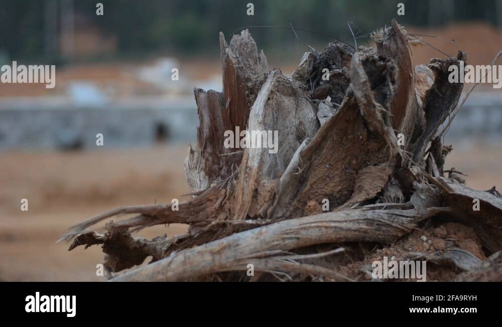 Plant root damage Stock Videos & Footage - HD and 4K Video Clips - Alamy