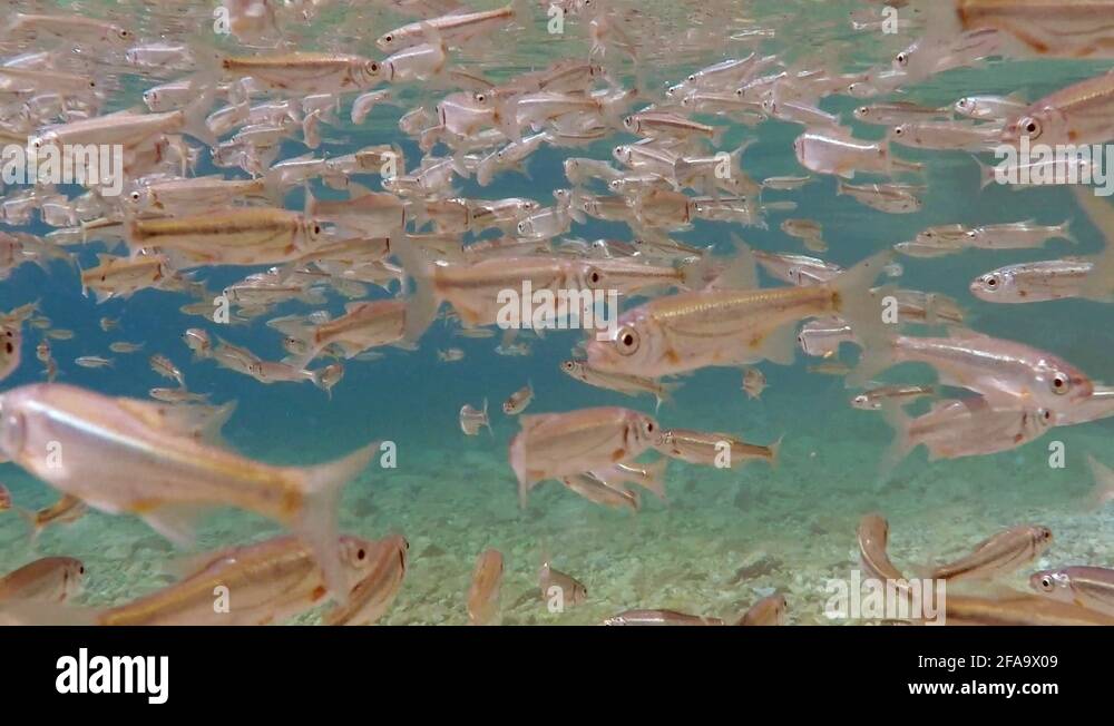 Swarm of small fish swimming in shallow water in all directions in ...