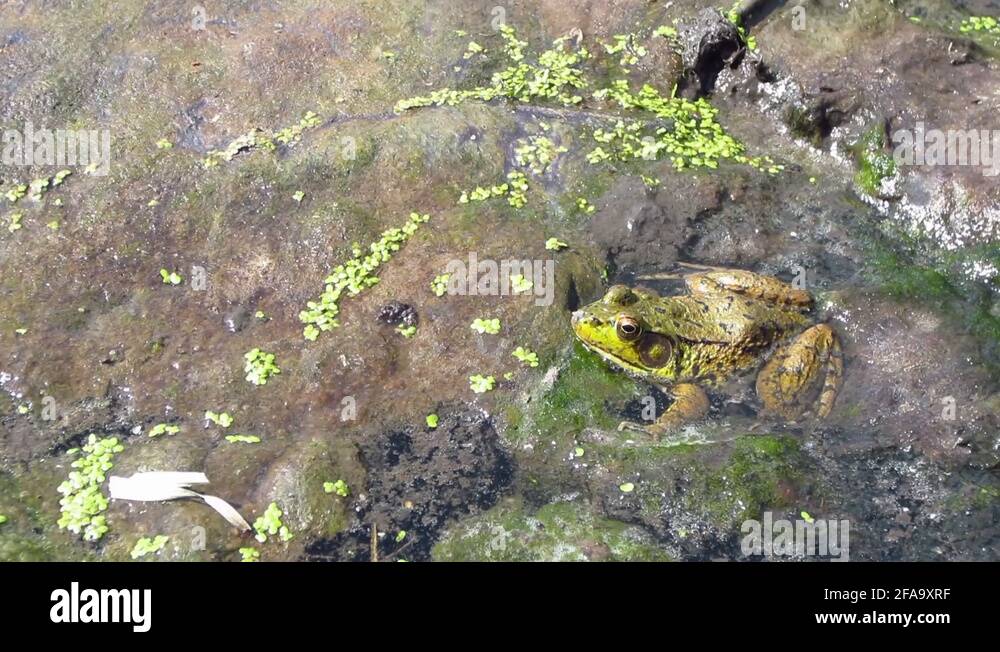 Fresh water frog Stock Videos & Footage - HD and 4K Video Clips - Alamy