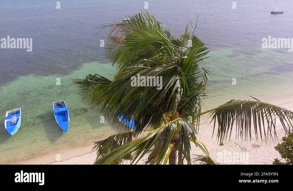 Philippine coral tree Stock Videos & Footage - HD and 4K Video Clips ...