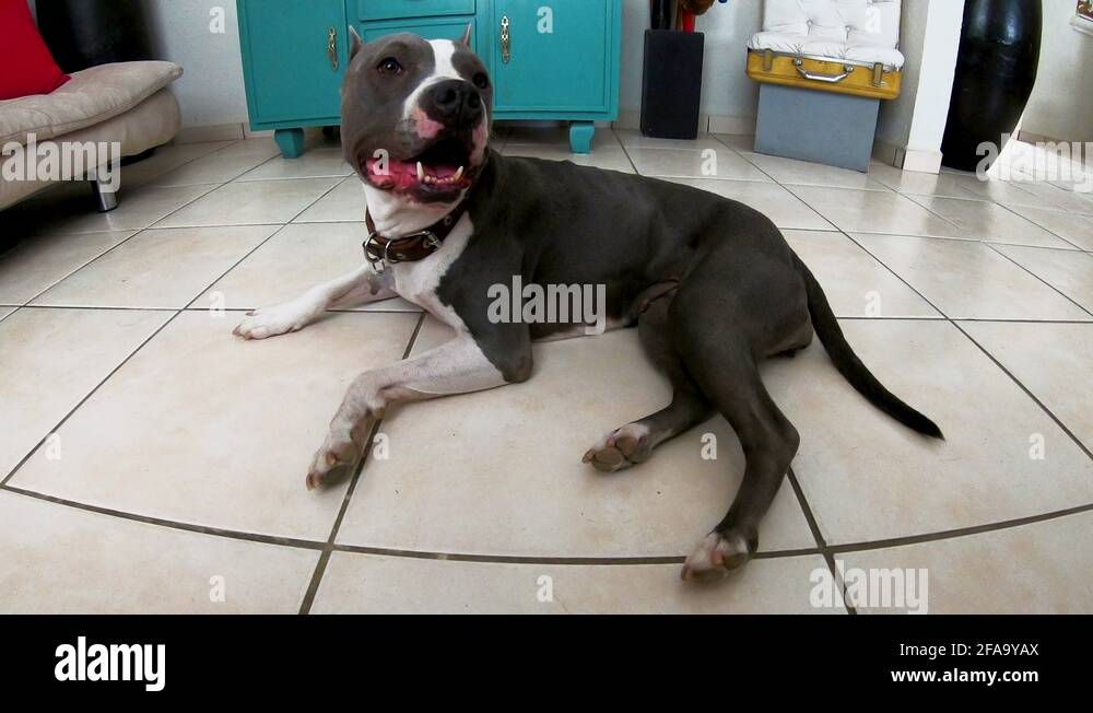 Pitbull face Stock Videos & Footage - HD and 4K Video Clips - Alamy