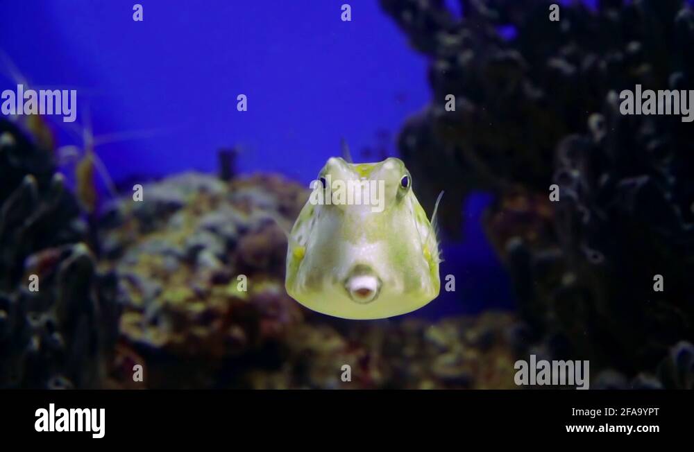 Funny sea creatures Stock Videos & Footage - HD and 4K Video Clips - Alamy
