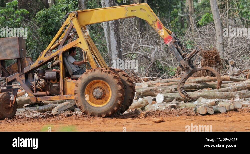 Sorting tree Stock Videos & Footage - HD and 4K Video Clips - Alamy