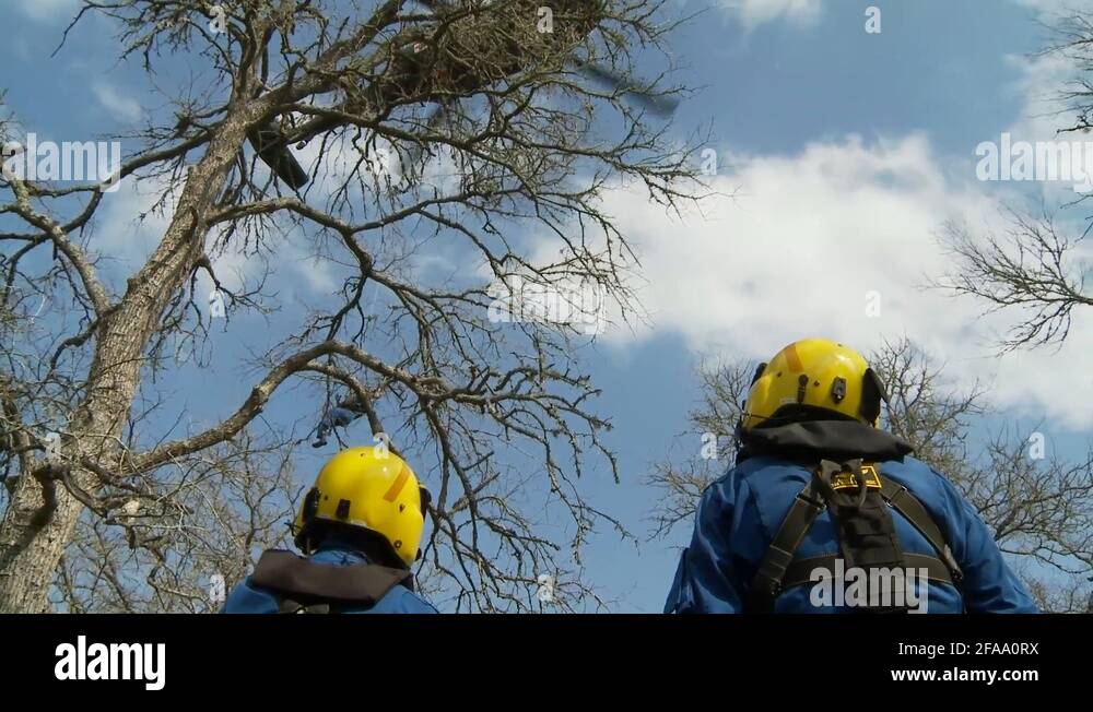 Texas task force 1 Stock Videos & Footage - HD and 4K Video Clips - Alamy