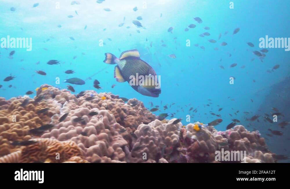Big Titan Triggerfish swimming over a colorful reef with crystal blue ...