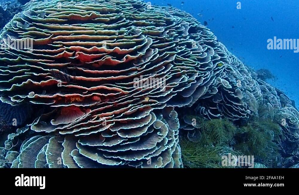 Cabbage coral Stock Videos & Footage - HD and 4K Video Clips - Alamy