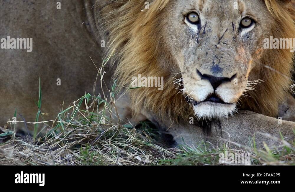 Close view of male lion growling/roaring while lying down on grass in ...