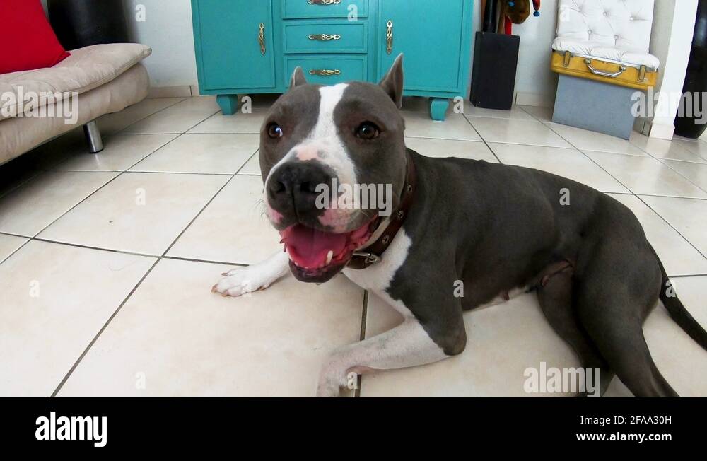 Pitbull laying down Stock Videos & Footage - HD and 4K Video Clips - Alamy