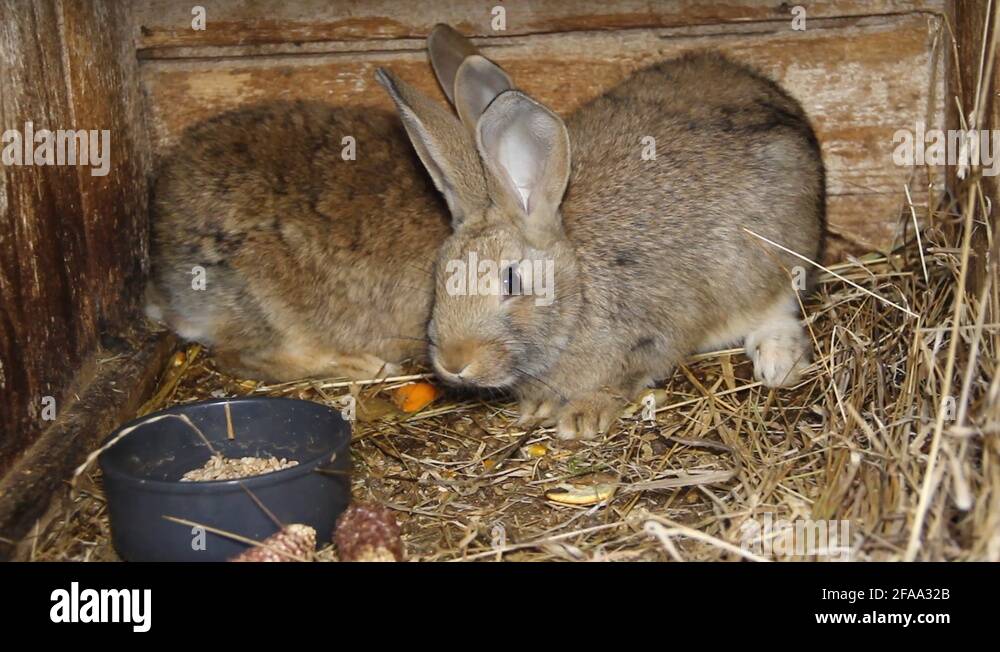 Rabbits eating farm Stock Videos & Footage - HD and 4K Video Clips - Alamy