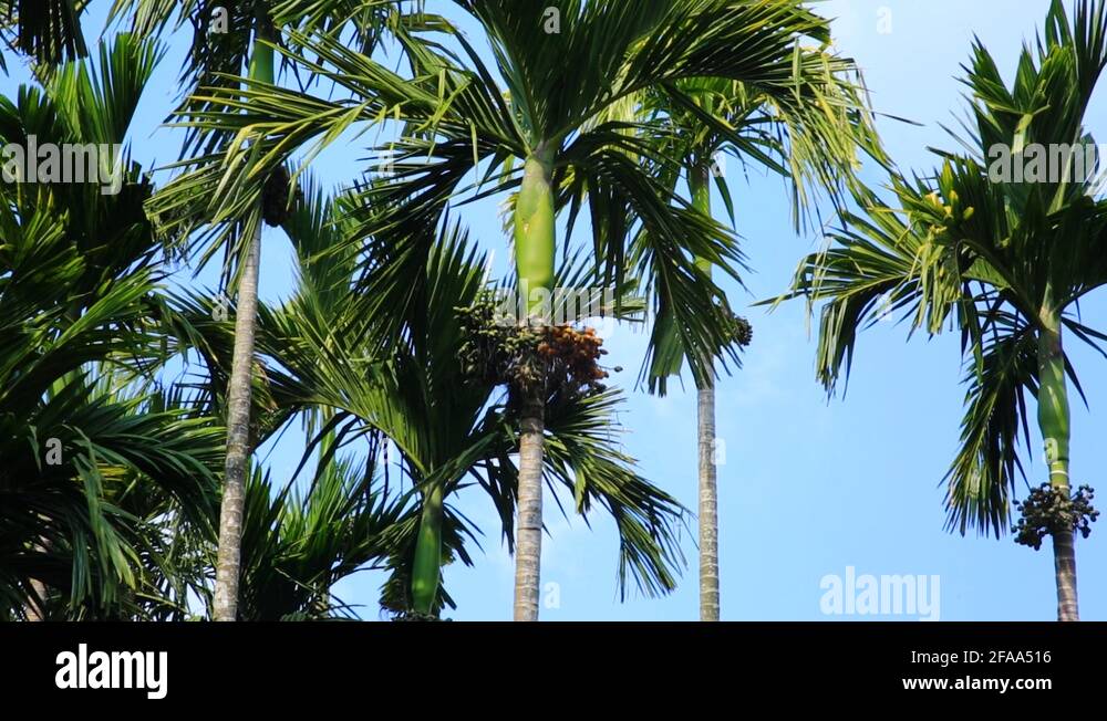 Areca nut palm Stock Videos & Footage - HD and 4K Video Clips - Alamy
