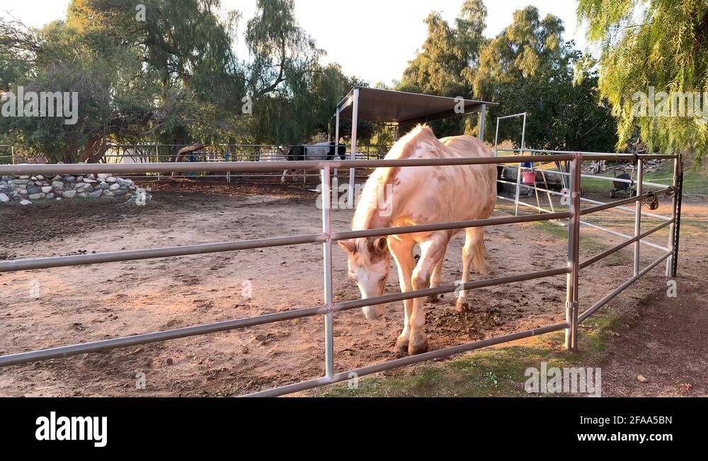 Digging horse Stock Videos & Footage - HD and 4K Video Clips - Alamy
