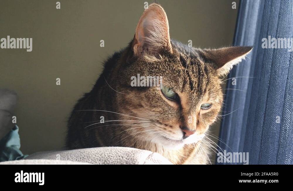 Ear twitch Stock Videos & Footage - HD and 4K Video Clips - Alamy