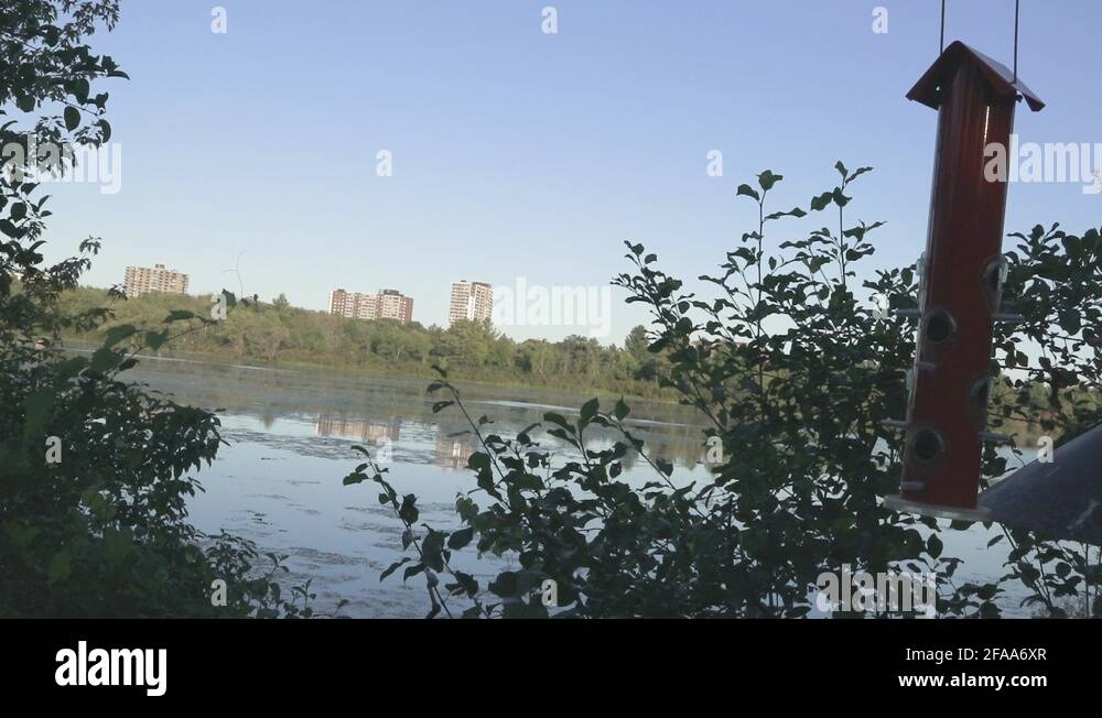 Swamp feeders Stock Videos & Footage - HD and 4K Video Clips - Alamy