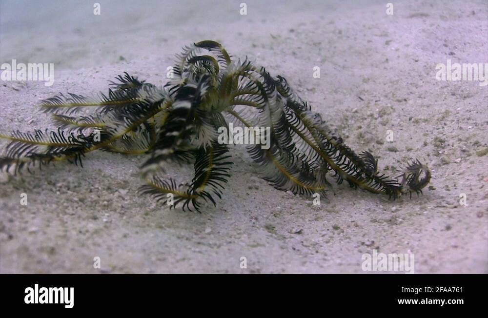 Rare footage of a Feather Star (Crinoid) walking on the sand Filmed ...