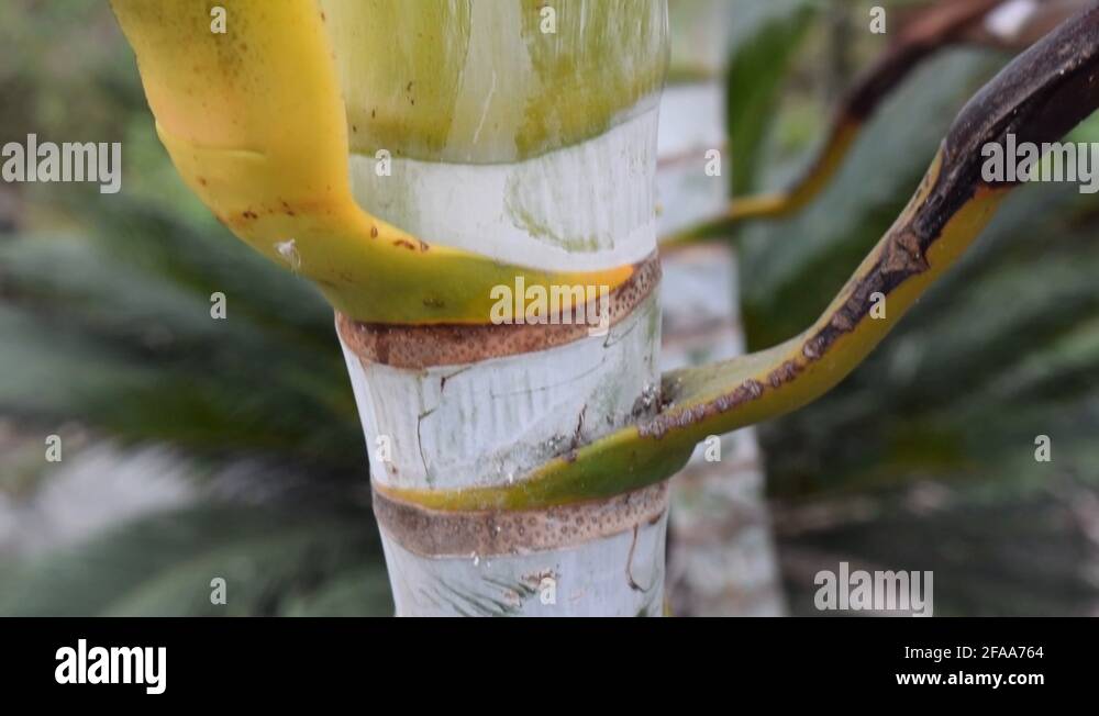 Micro shots of a tropical tree Stock Video Footage - Alamy