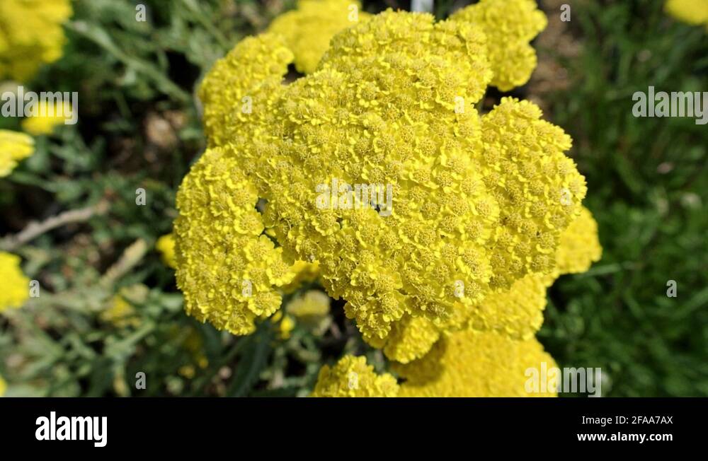 Plant clump forming Stock Videos & Footage - HD and 4K Video Clips - Alamy